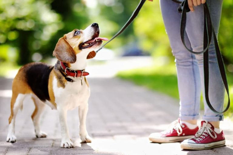 How to Teach a Dog to Drop It | Great Pet Care