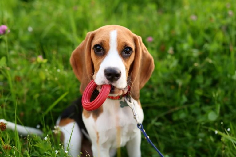 How to Teach a Dog to Drop It | Great Pet Care