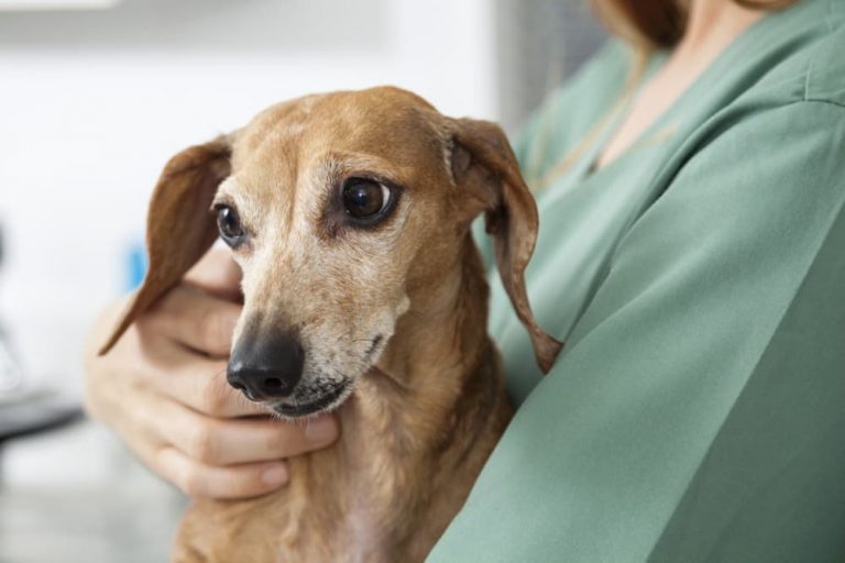 Dog Dry Heaving: Causes and Treatment | Great Pet Care