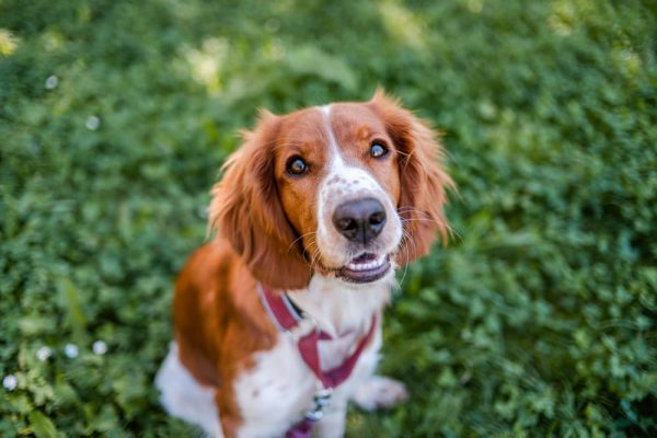 Dog Eye Stye: Symptoms and Treatment Options | Great Pet Care