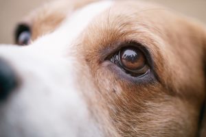 Dog Eye Stye: Symptoms and Treatment Options | Great Pet Care