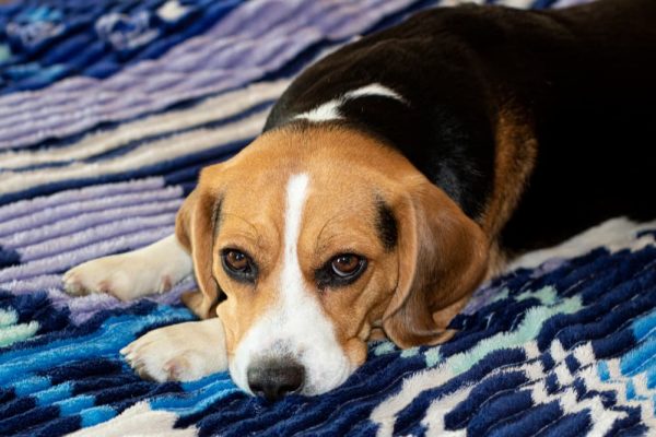 Do Dogs Get Headaches? | Great Pet Care