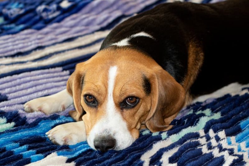 Do Dogs Get Headaches? | Great Pet Care