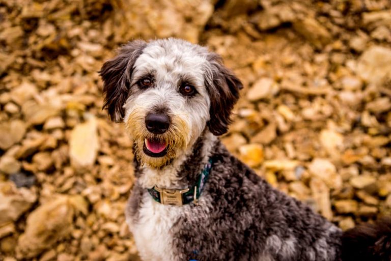 Aussiedoodle Personality Traits & Facts | Great Pet Care