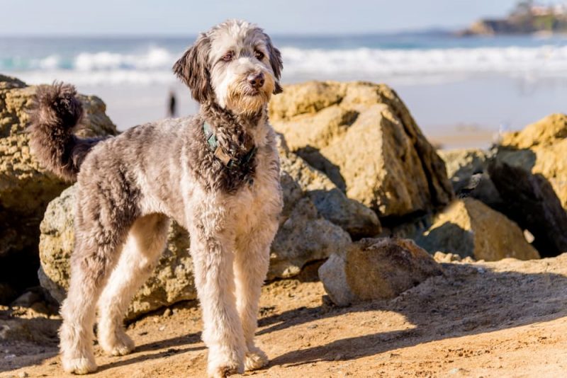Aussiedoodle Personality Traits & Facts | Great Pet Care