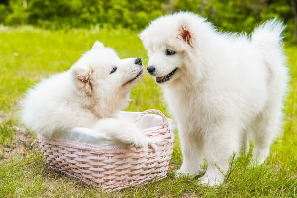 170 White Dog Names for Snow-Colored Pups | Great Pet Care