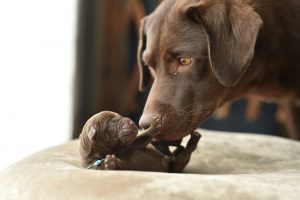 Labrador Retriever Info: Traits, Health and More | Great Pet Care