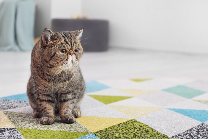 Cat Scooting: Why It Happens and How to Stop It | Great Pet Care