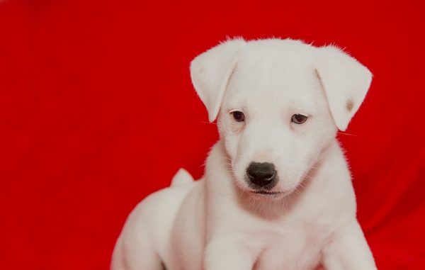 170 White Dog Names for Snow-Colored Pups | Great Pet Care