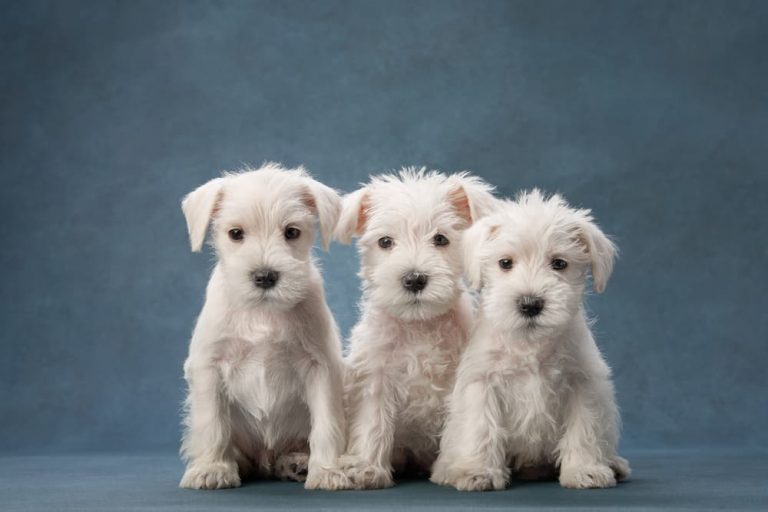 170 White Dog Names for Snow-Colored Pups | Great Pet Care