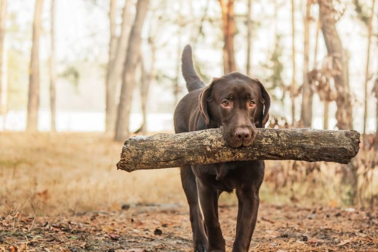 Labrador Retriever Info: Traits, Health and More | Great Pet Care