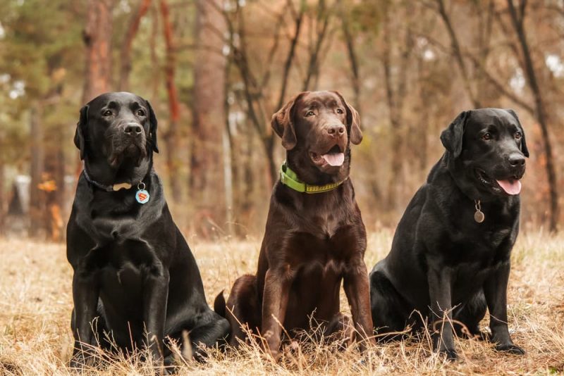 Labrador Retriever Info: Traits, Health and More | Great Pet Care