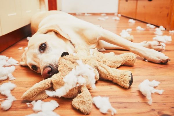 Labrador Retriever Info: Traits, Health and More | Great Pet Care