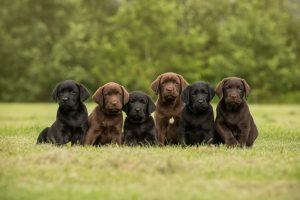 Labrador Retriever Info: Traits, Health and More | Great Pet Care