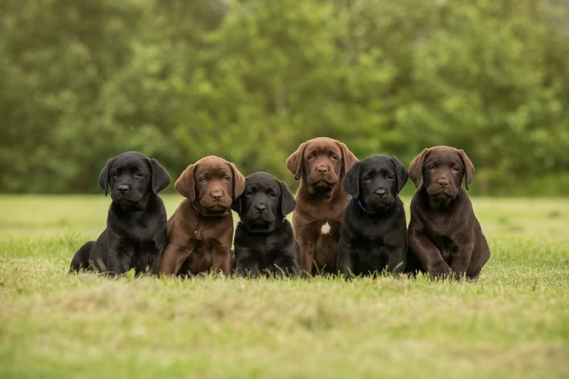 Labrador Retriever Info: Traits, Health and More | Great Pet Care