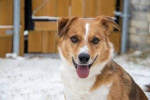 Here Are 40 Corgi Mixes to Pick Your Breed | Great Pet Care