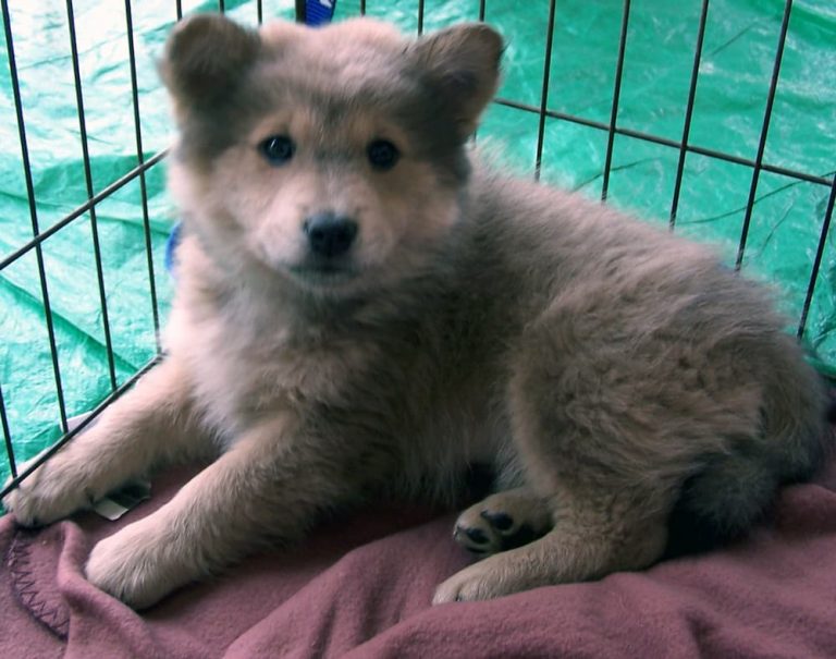 Here Are 40 Corgi Mixes to Pick Your Breed | Great Pet Care