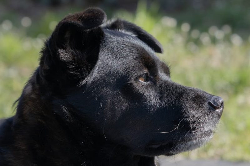 Here Are 40 Corgi Mixes to Pick Your Breed | Great Pet Care