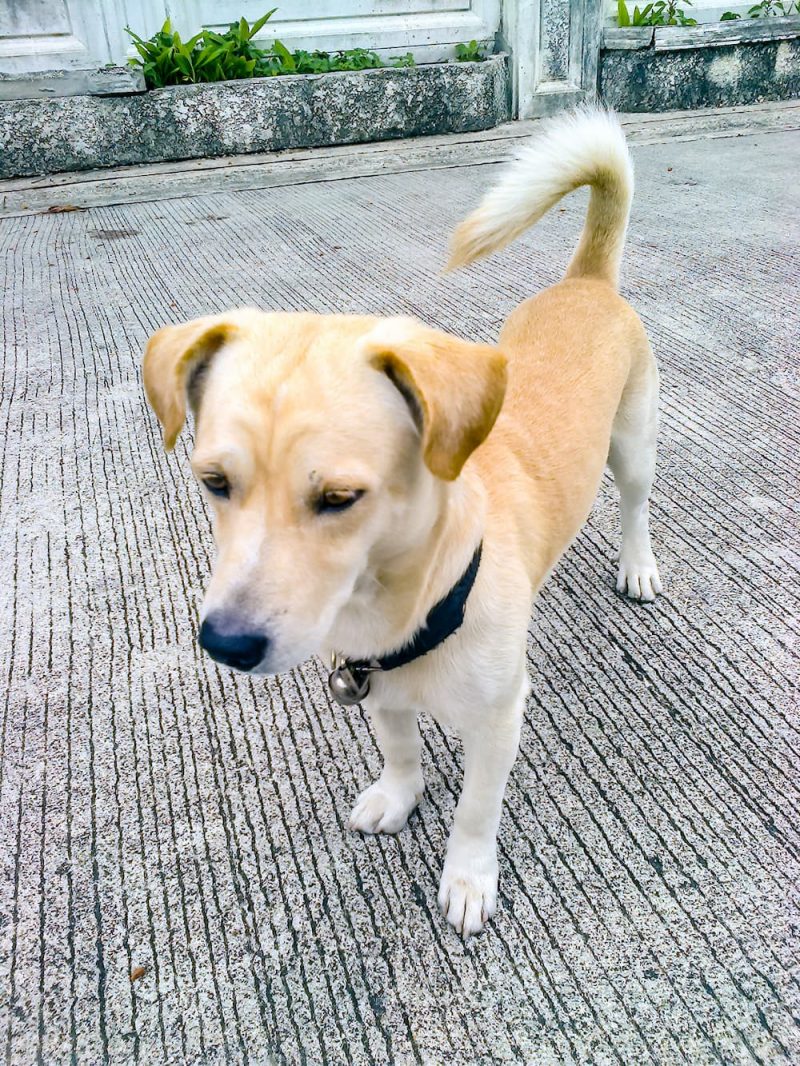 Here Are 40 Corgi Mixes to Pick Your Breed | Great Pet Care