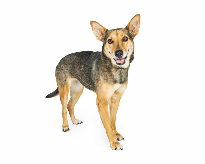 Here Are 40 Corgi Mixes to Pick Your Breed | Great Pet Care