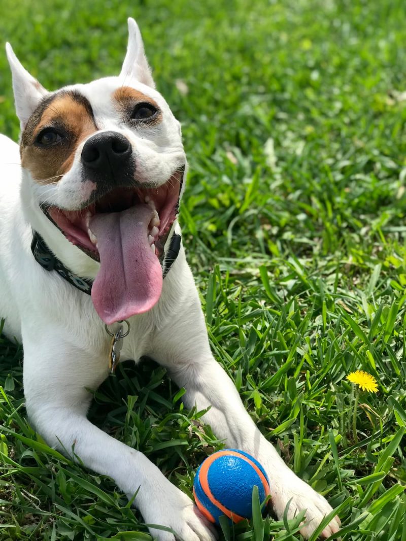 Here Are 40 Corgi Mixes to Pick Your Breed | Great Pet Care