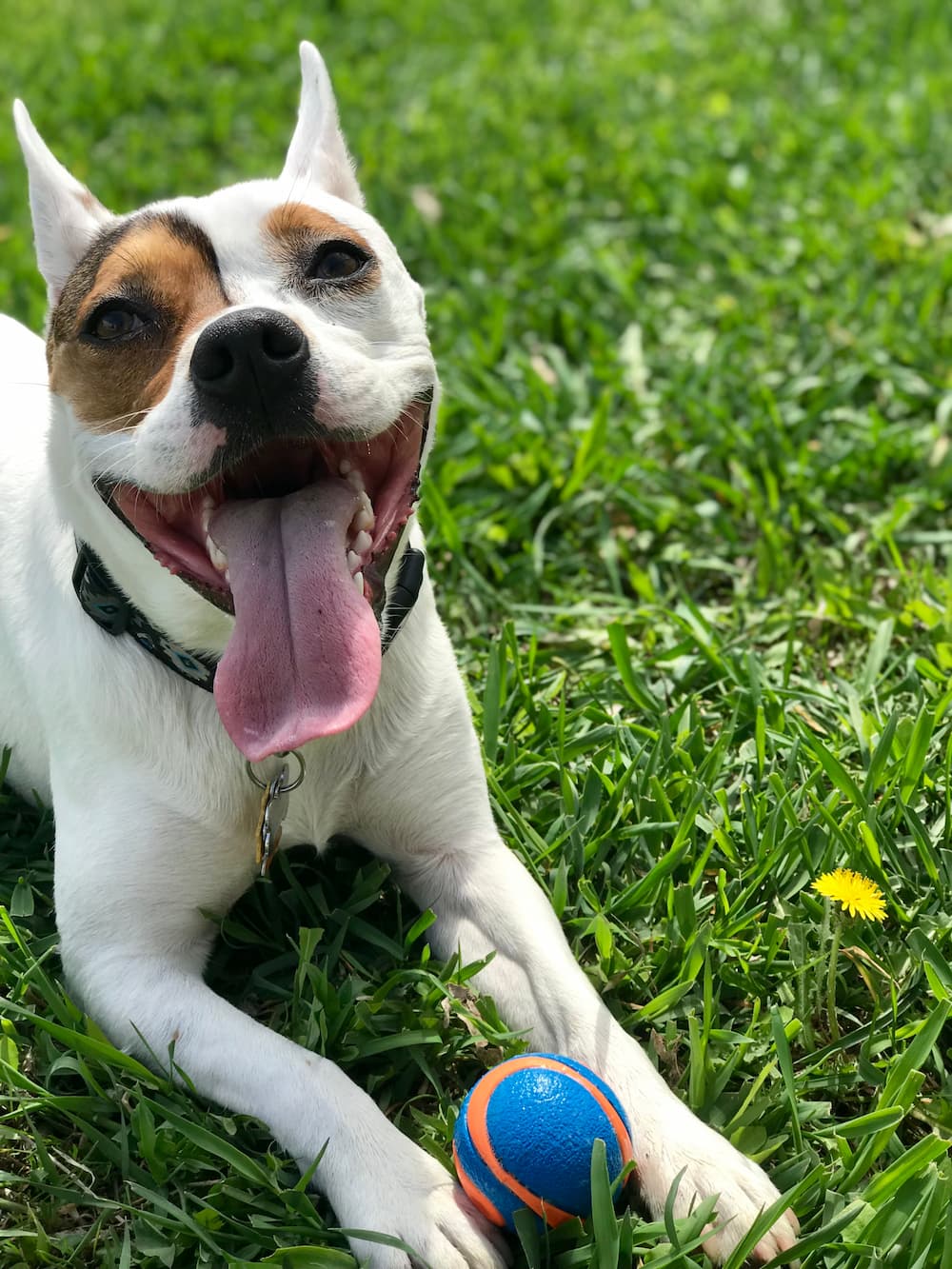 Here Are 40 Corgi Mixes to Pick Your Breed | Great Pet Care