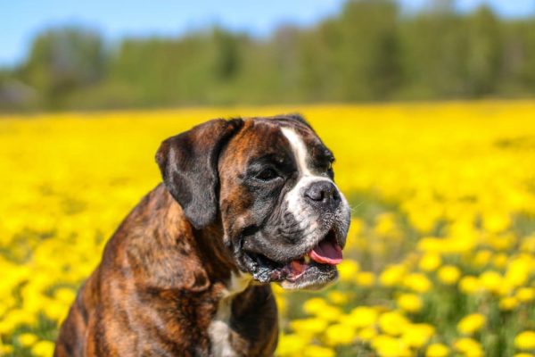 14 of the Most Popular Brindle Dog Breeds | Great Pet Care
