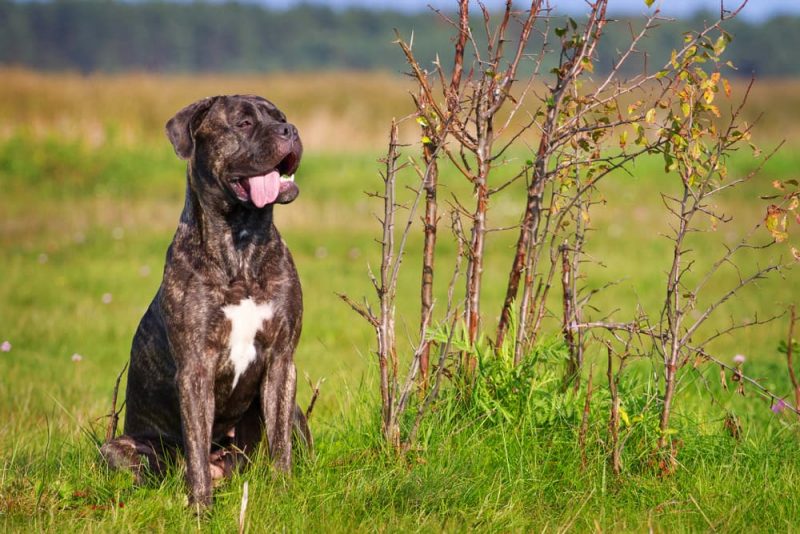 14 of the Most Popular Brindle Dog Breeds | Great Pet Care