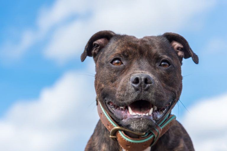 14 of the Most Popular Brindle Dog Breeds | Great Pet Care