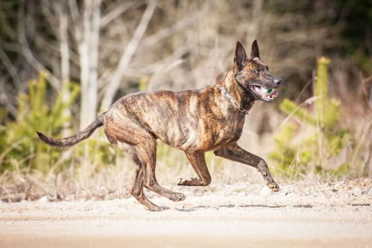 14 of the Most Popular Brindle Dog Breeds | Great Pet Care