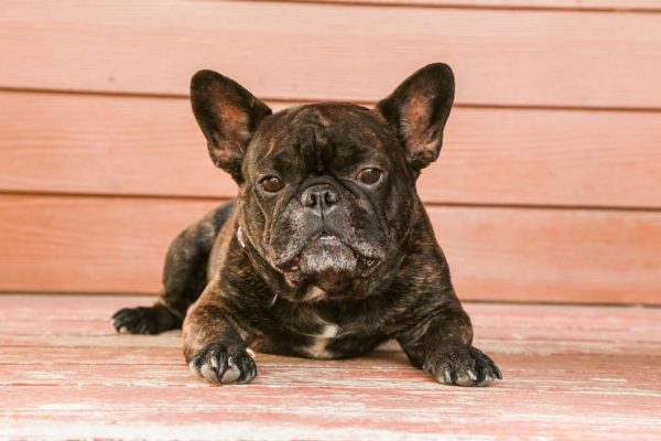 14 of the Most Popular Brindle Dog Breeds | Great Pet Care