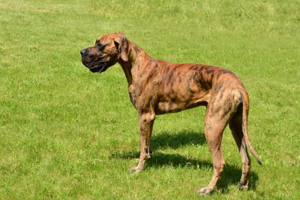 14 of the Most Popular Brindle Dog Breeds | Great Pet Care