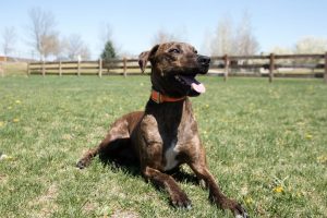 14 of the Most Popular Brindle Dog Breeds | Great Pet Care