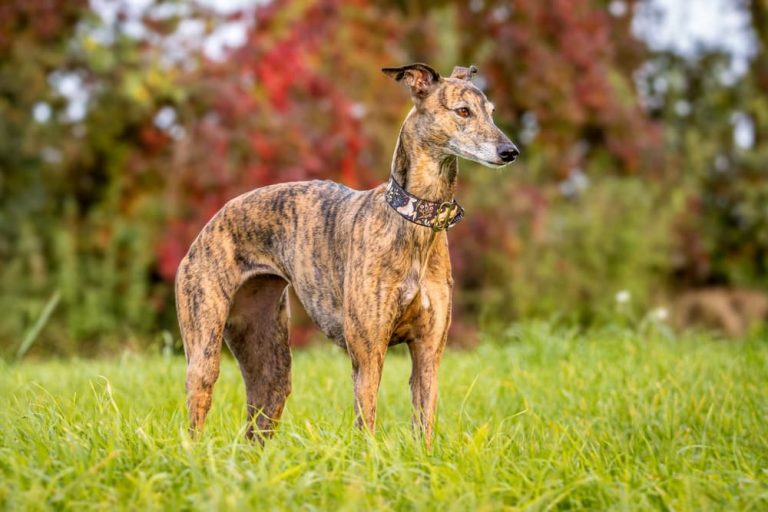 14 of the Most Popular Brindle Dog Breeds | Great Pet Care