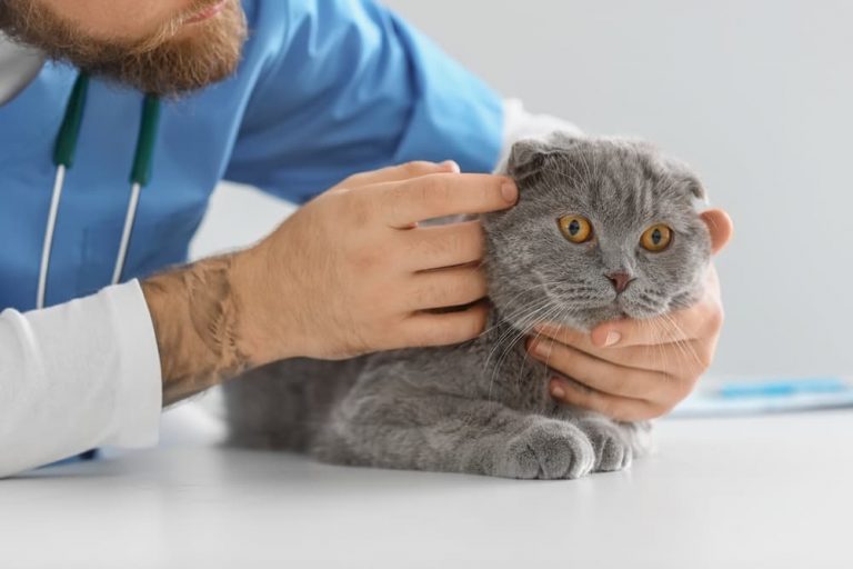 Cat Sadness: Causes, Signs, How to Help | Great Pet Care