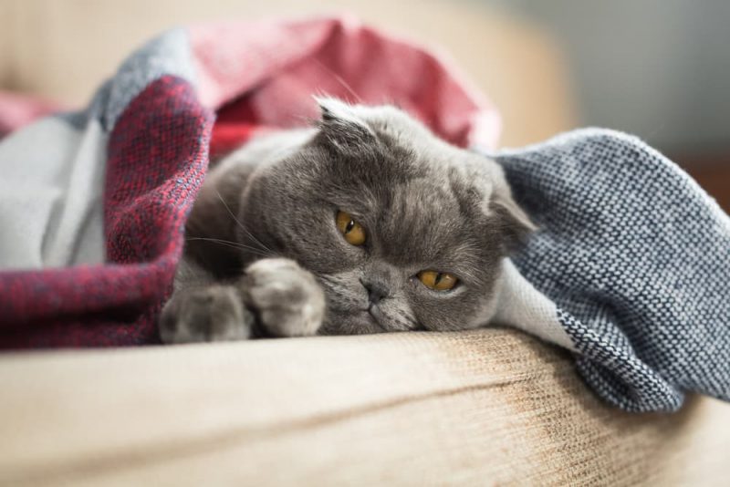 Cat Sadness: Causes, Signs, How to Help | Great Pet Care