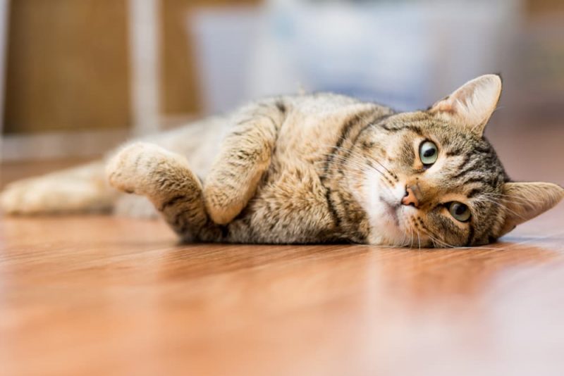 Cat Sadness: Causes, Signs, How to Help | Great Pet Care