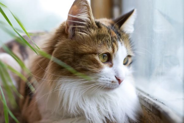 Cat Sadness: Causes, Signs, How to Help | Great Pet Care