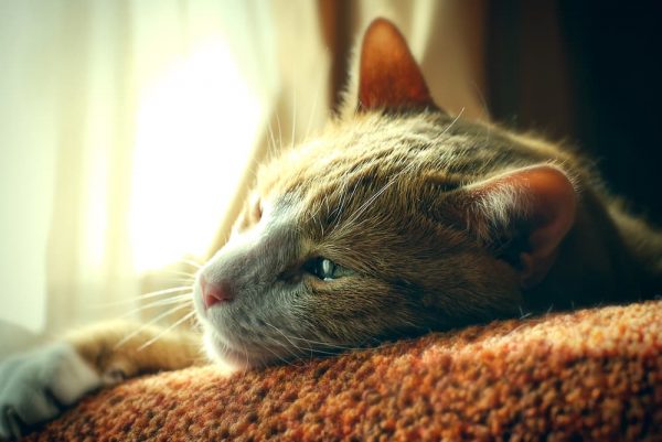 Cat Sadness: Causes, Signs, How to Help | Great Pet Care