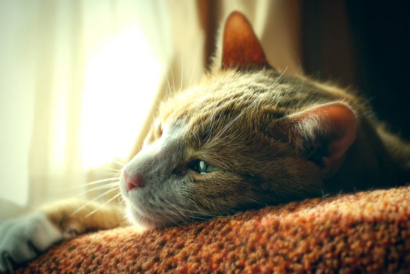 Cat Sadness: Causes, Signs, How to Help | Great Pet Care