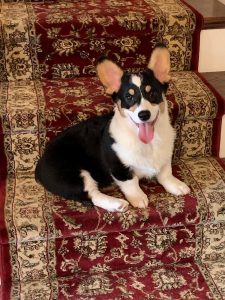 Here Are 40 Corgi Mixes to Pick Your Breed | Great Pet Care