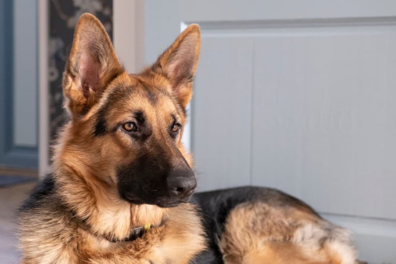 Dog Ear Wax Color Chart: Shades and Meanings | Great Pet Care