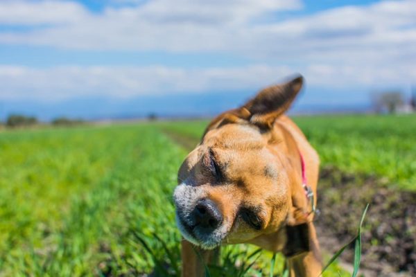 Dog Ear Wax Color Chart: Shades and Meanings | Great Pet Care