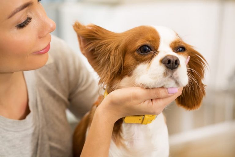 Dog Ear Wax Color Chart: Shades and Meanings | Great Pet Care