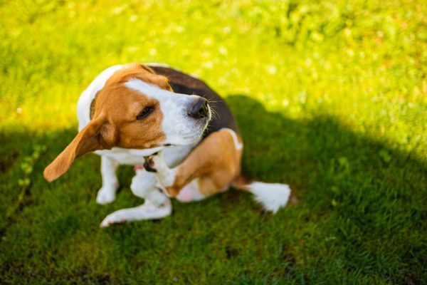 Can Dogs Get Pimples? | Great Pet Care