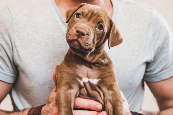 Can Dogs Get Pimples? | Great Pet Care