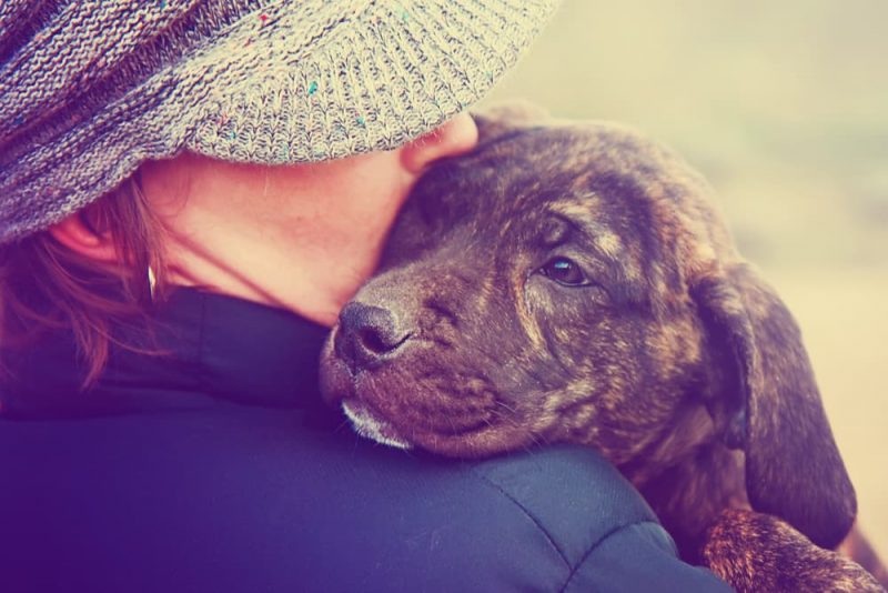 Can Dogs Get Pimples? | Great Pet Care