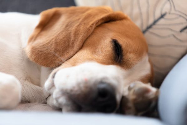 Dog Snoring: Is it Normal? | Great Pet Care
