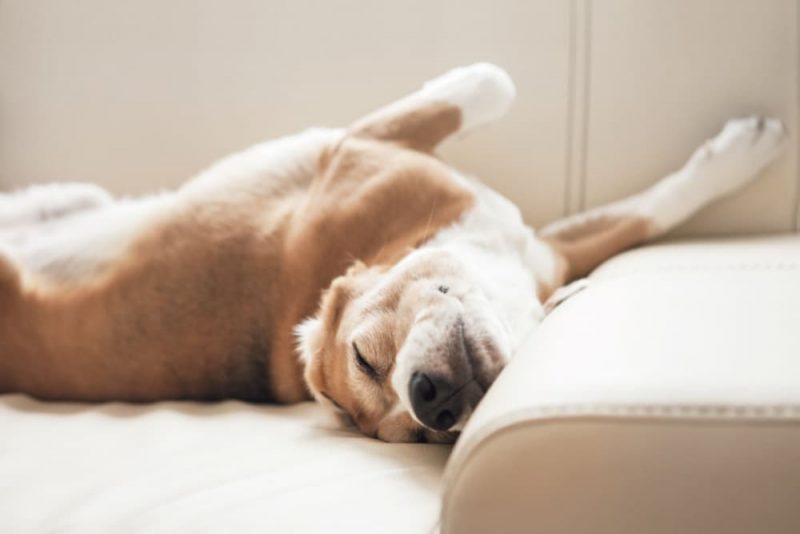 Dog Snoring: Is it Normal? | Great Pet Care
