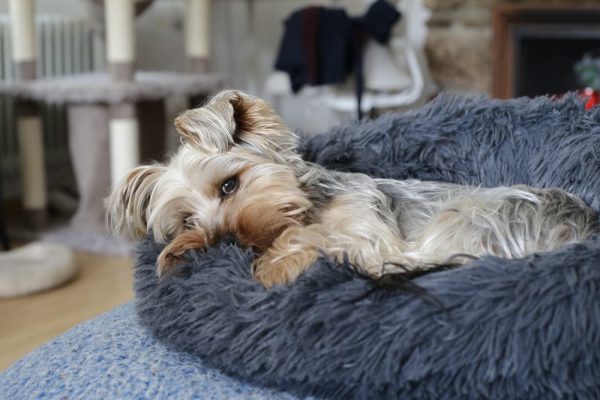 Dog Snoring: Is it Normal? | Great Pet Care